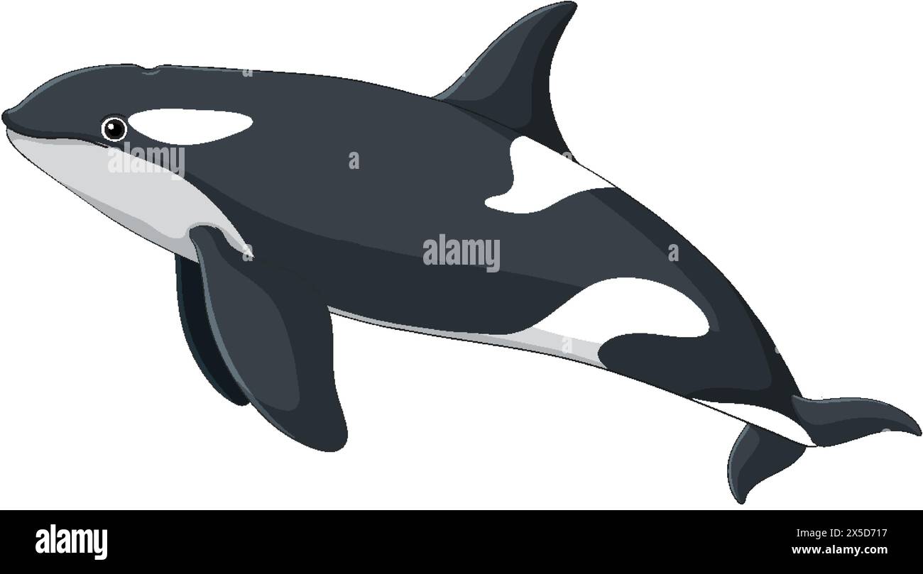 Vector graphic of a black and white orca Stock Vector Image & Art - Alamy