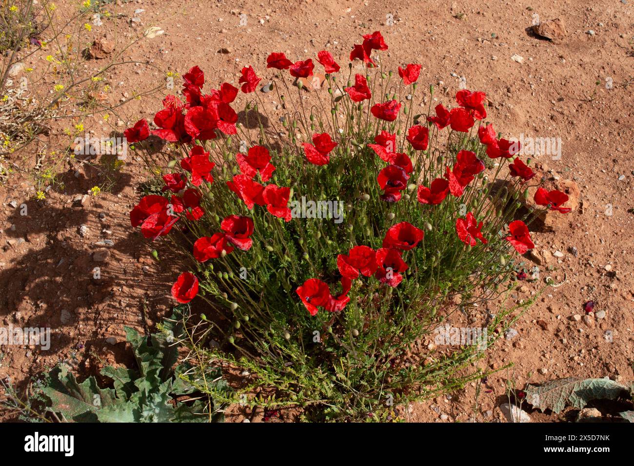Spring wild flora, poppies in the field Stock Photo - Alamy
