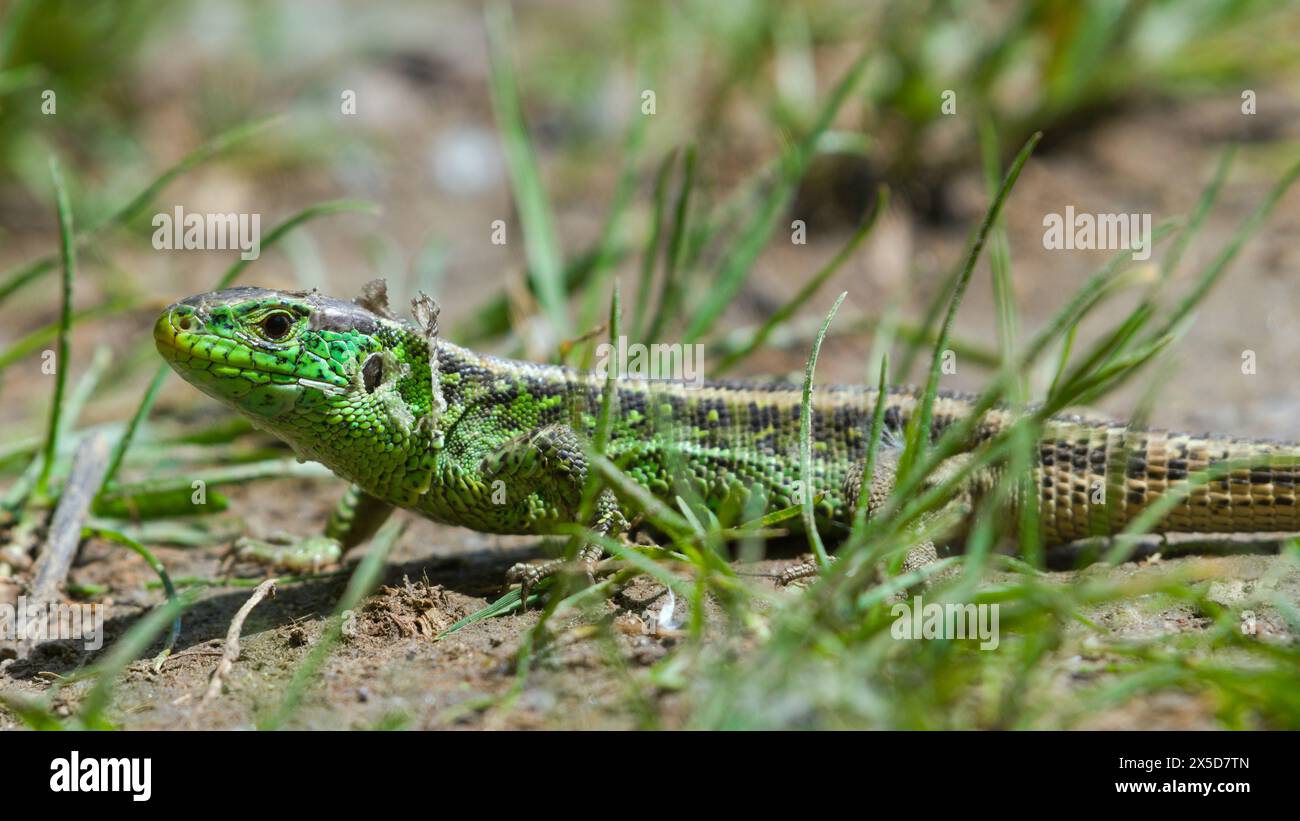 Lacerta agilis aka Sand lizard male is resting on sunny spot. Shed old ...