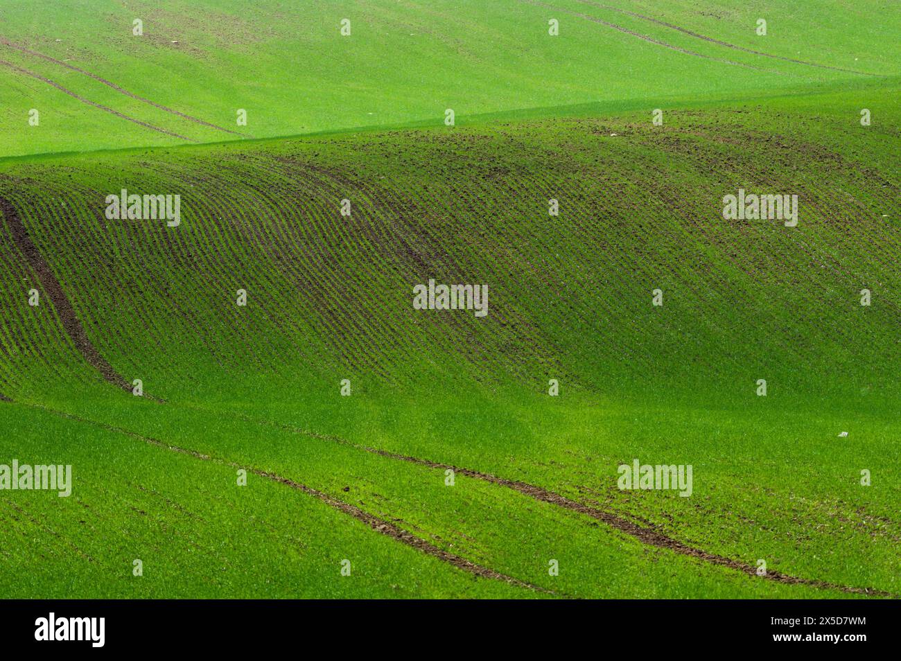 Abstract green field wavy landscape background photography Stock Photo ...