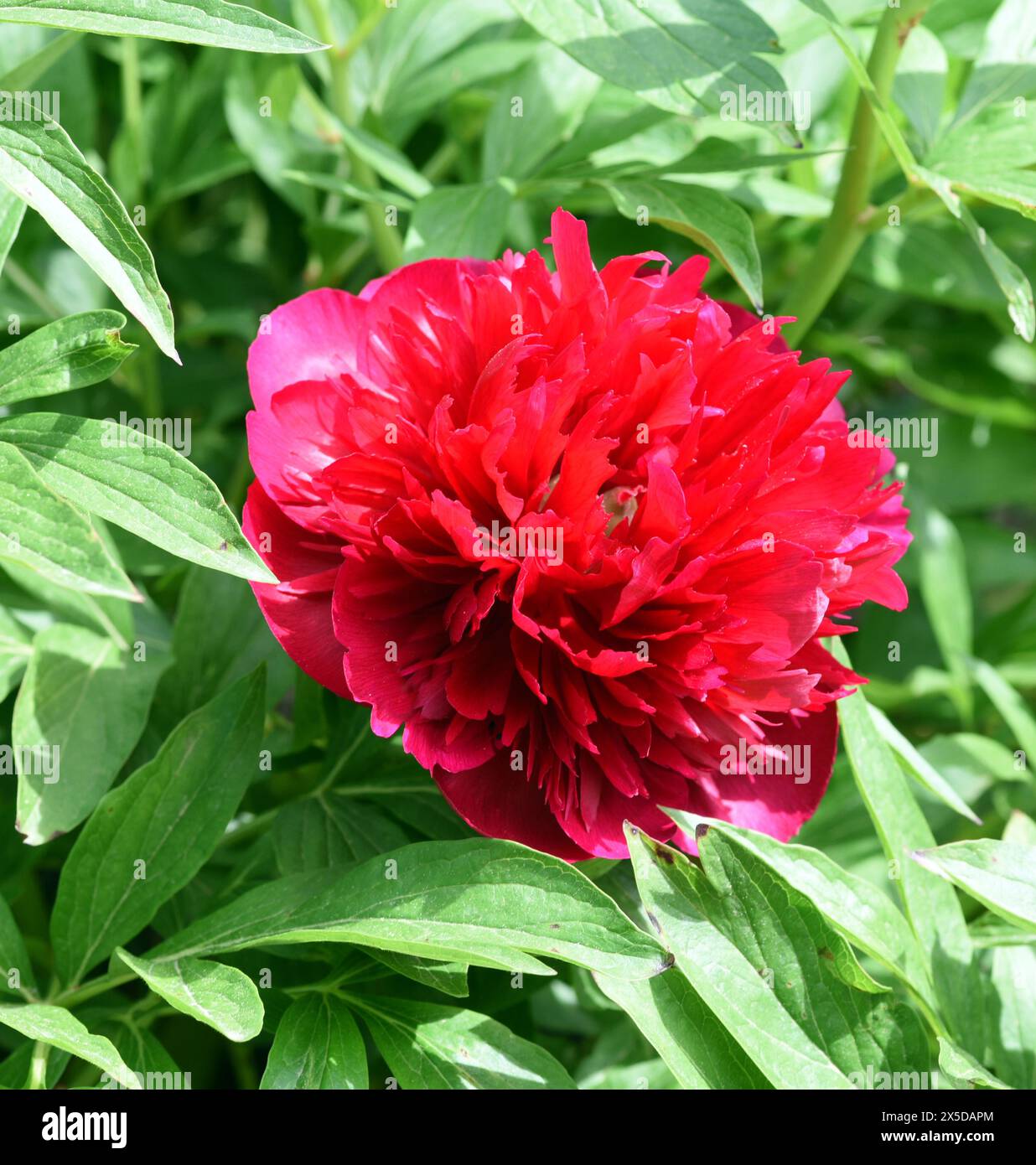 Bauernpfingstrose hi-res stock photography and images - Alamy