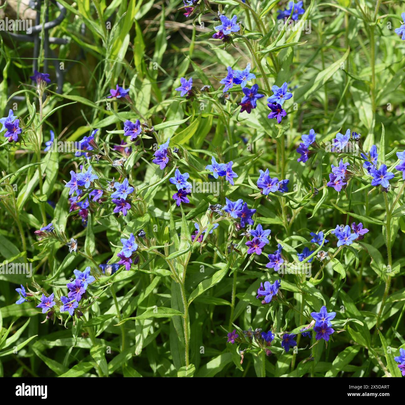 Steinsame, Aegonychon purpurocaeruleum ist eine huebsche Blume mit ...