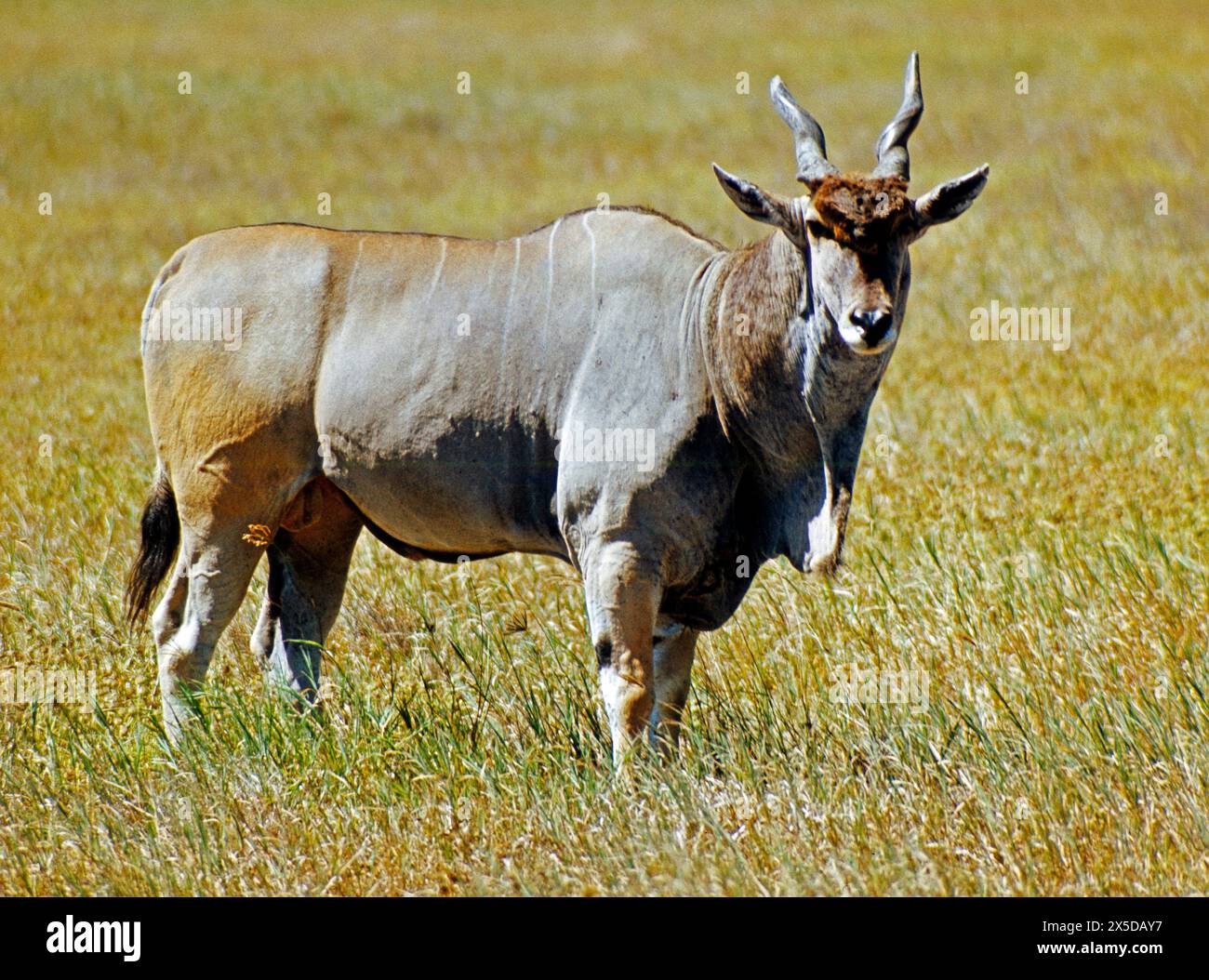 Riesen eland hi-res stock photography and images - Alamy