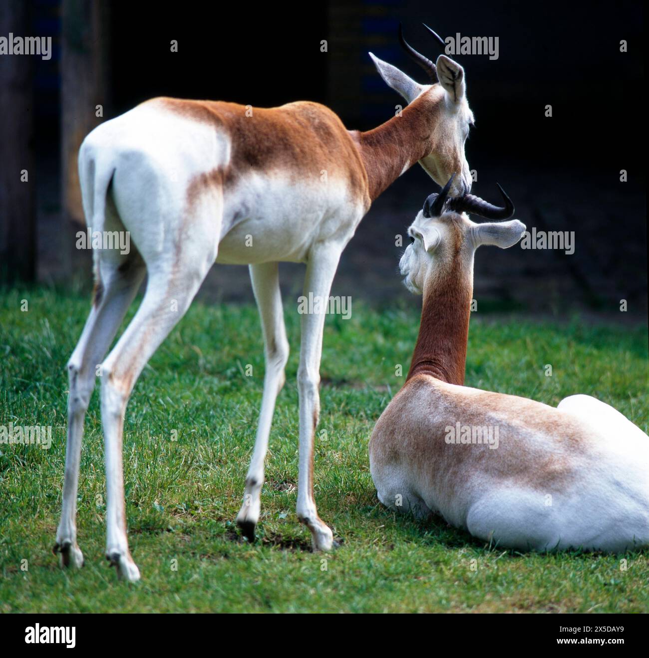 Marokko niger hi-res stock photography and images - Alamy