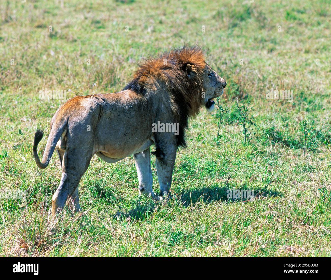 Tiermaerchen hi-res stock photography and images - Alamy