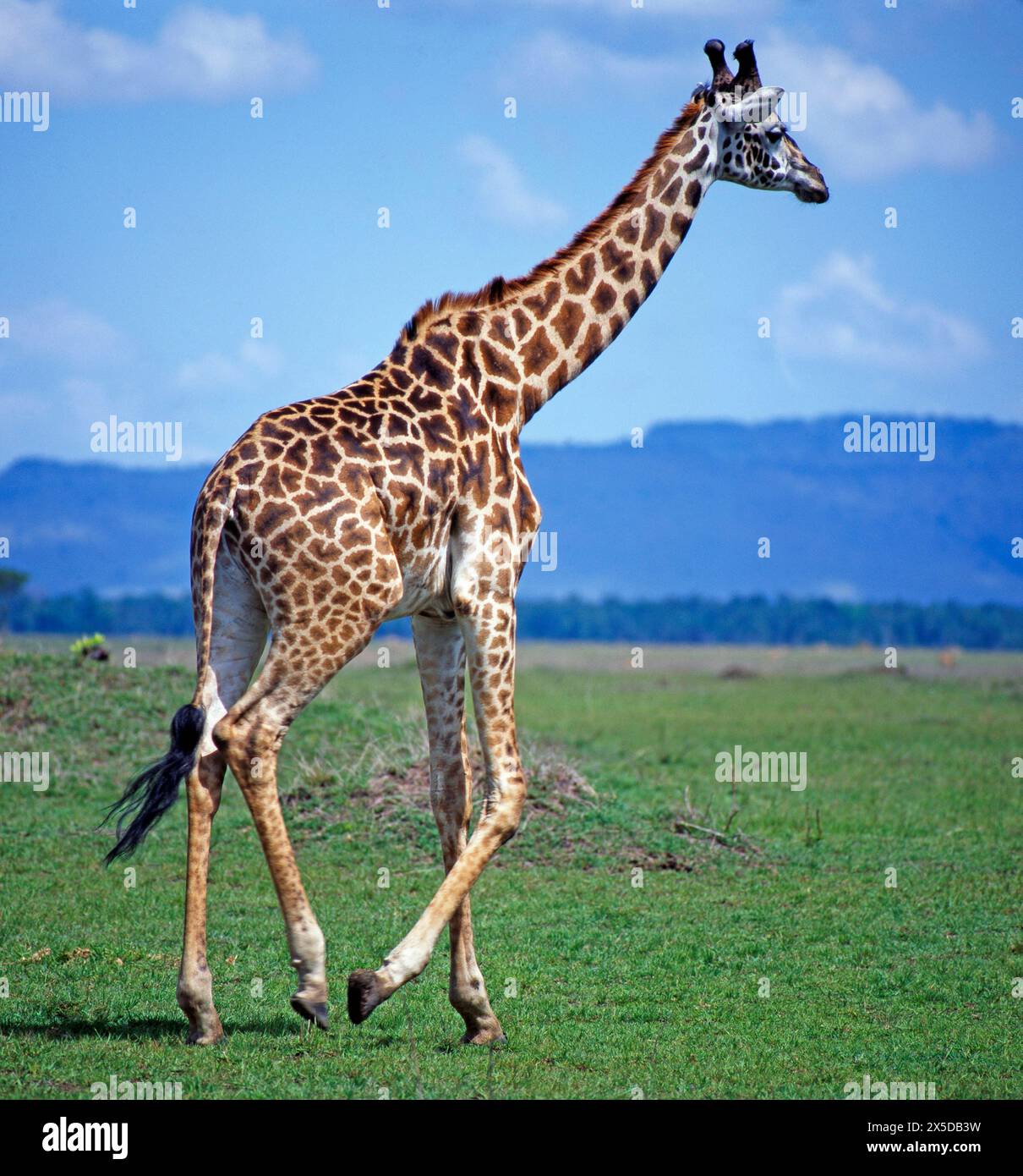 Masaigiraffe mit schoenem Weinlaubmuster in der Savanne des Amboseli NP ...