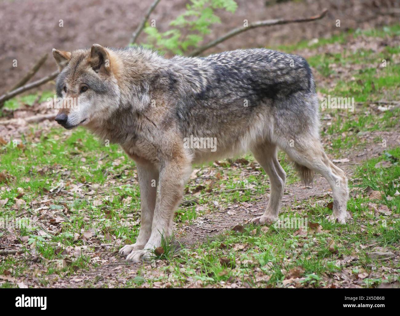 Wolf Europaeischer Grauwolf in Aktion Wolf Grauwolf *** Wolf European ...