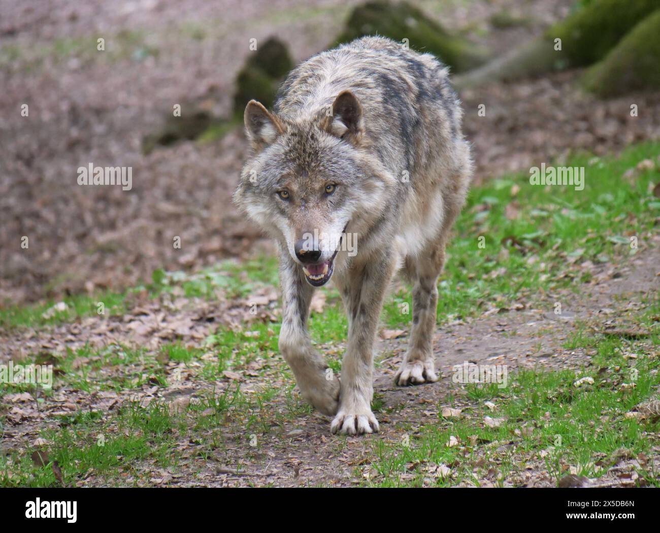Wolf Europaeischer Grauwolf in Aktion Wolf Grauwolf *** Wolf European ...