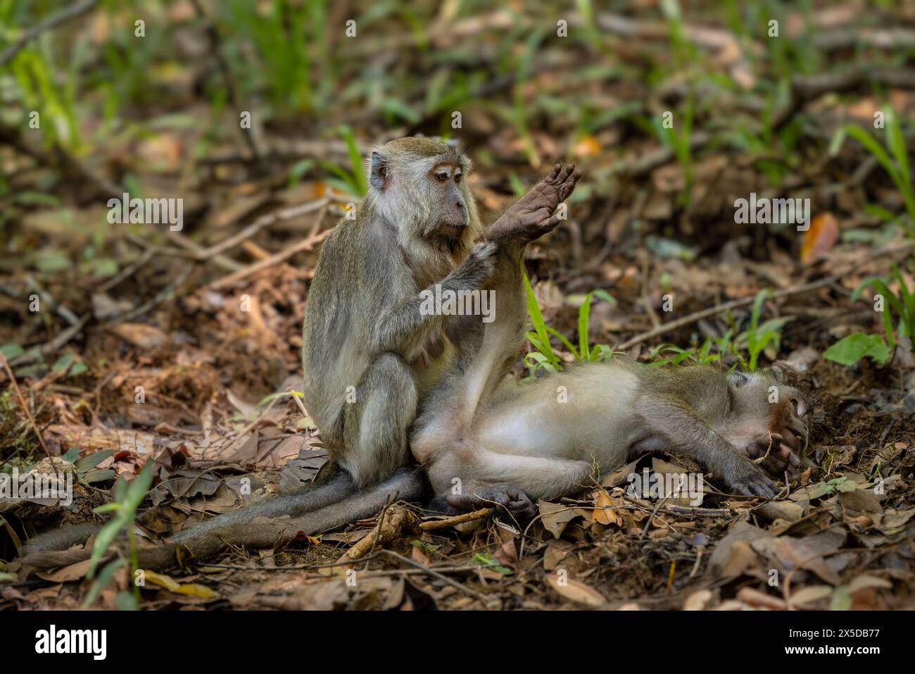 Long-tailed Macaque - Macaca fascicularis, common monkey from Southeast ...