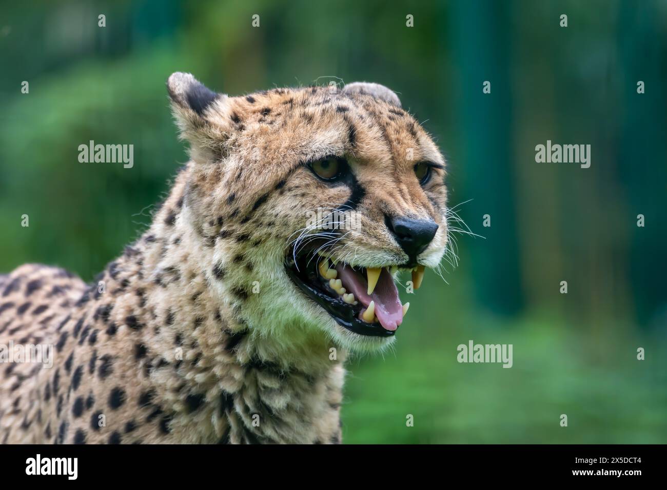 Cheeta hi-res stock photography and images - Alamy