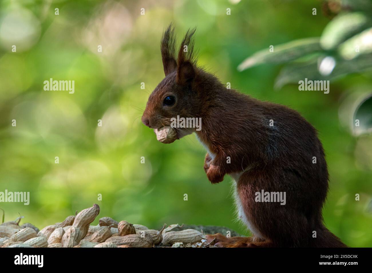 Squirlfriend hi-res stock photography and images - Alamy