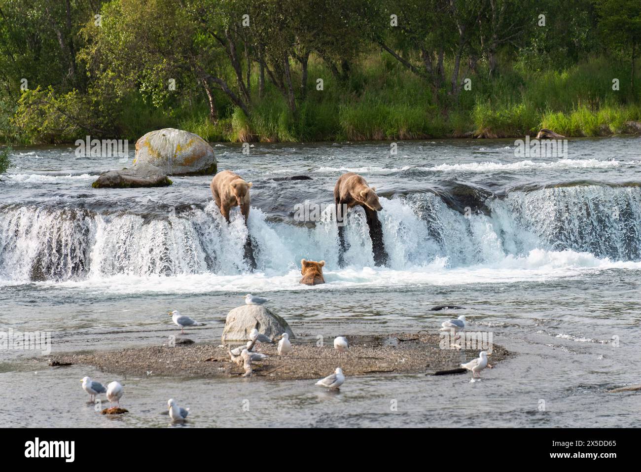 Brown bears salmon fishing on top of Brooks Falls. Birds gathering in ...