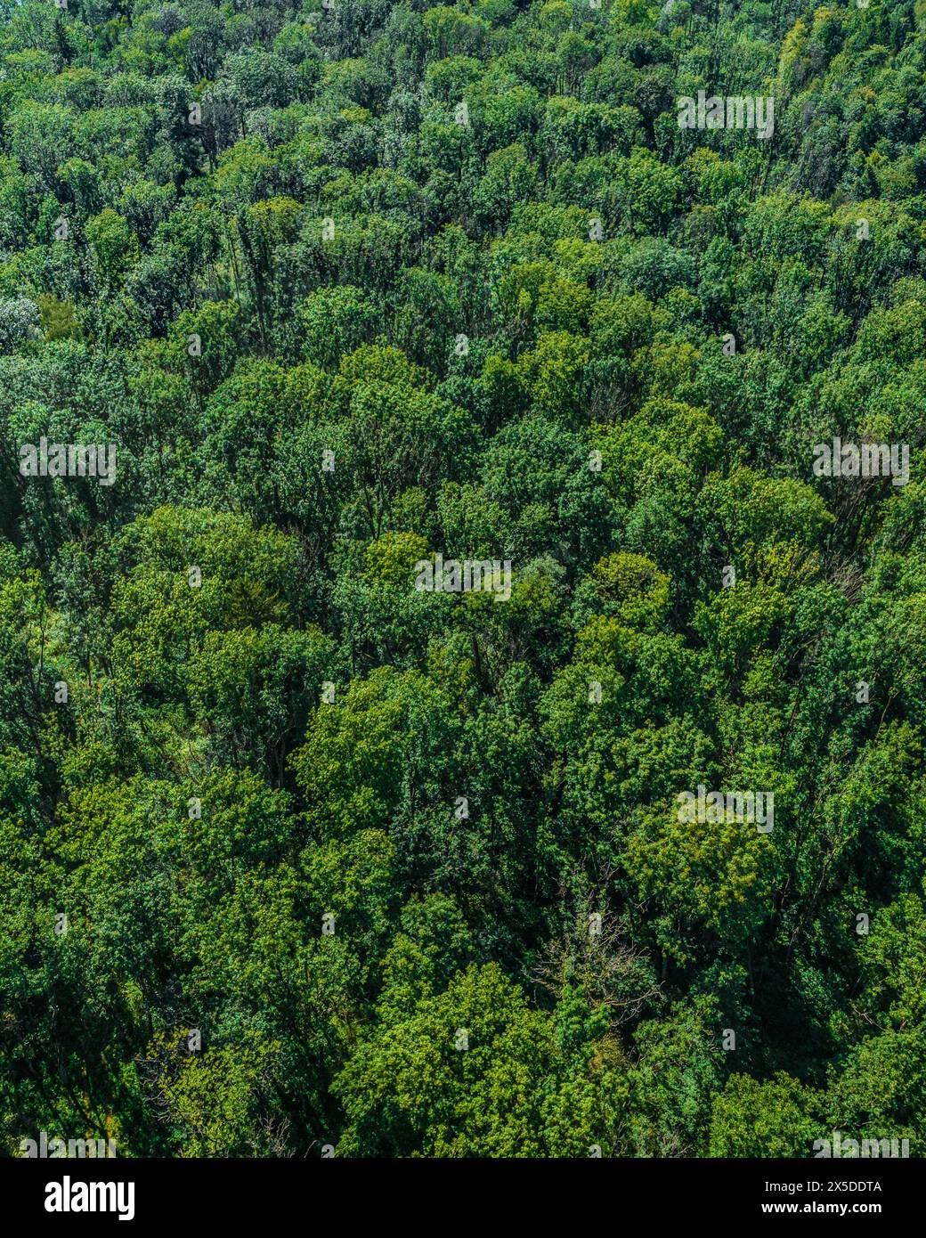 View of a densely closed mixed deciduous forest from above Stock Photo ...