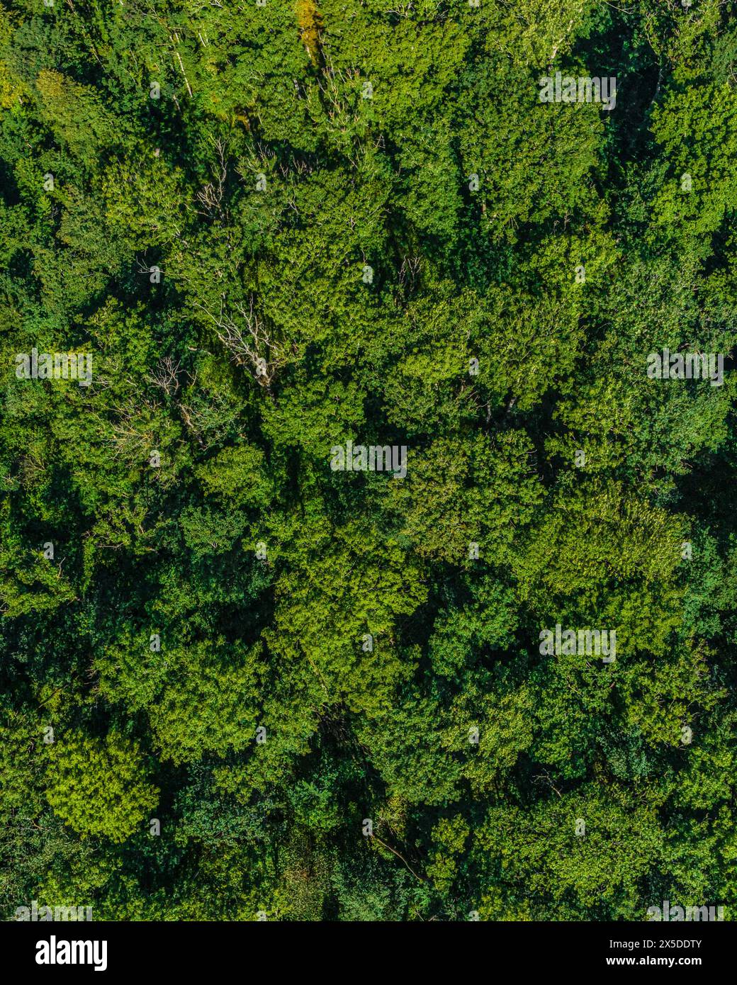 Natural oxygen producer hi-res stock photography and images - Alamy