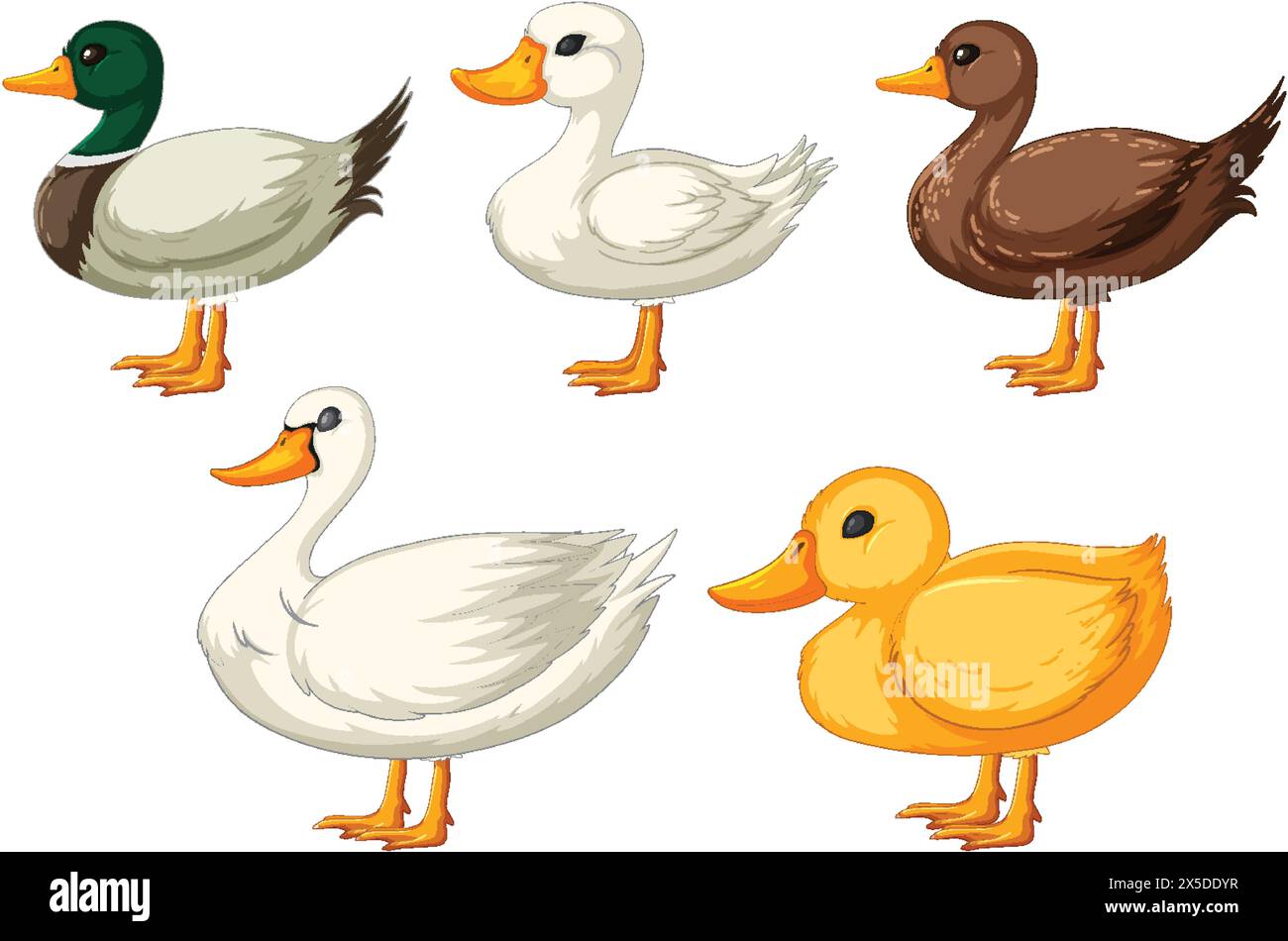 Five different styled cartoon ducks standing Stock Vector Image & Art ...