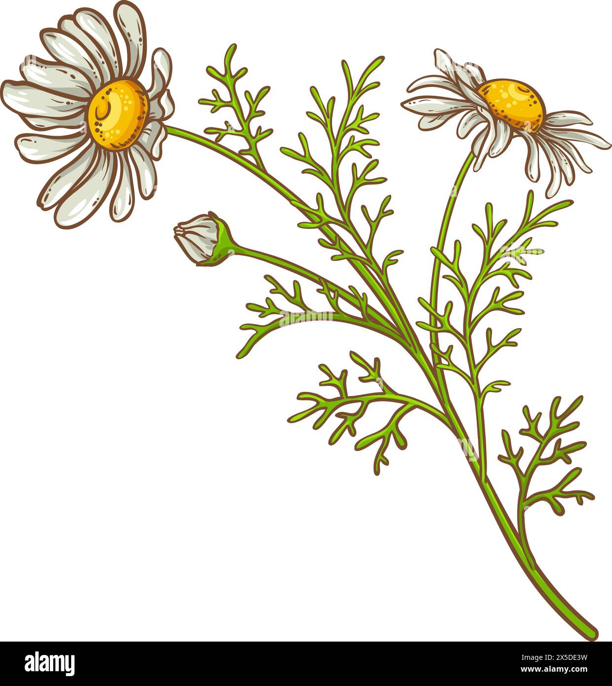 Chamomile Plant Colored Detailed Illustration Stock Vector Image & Art ...