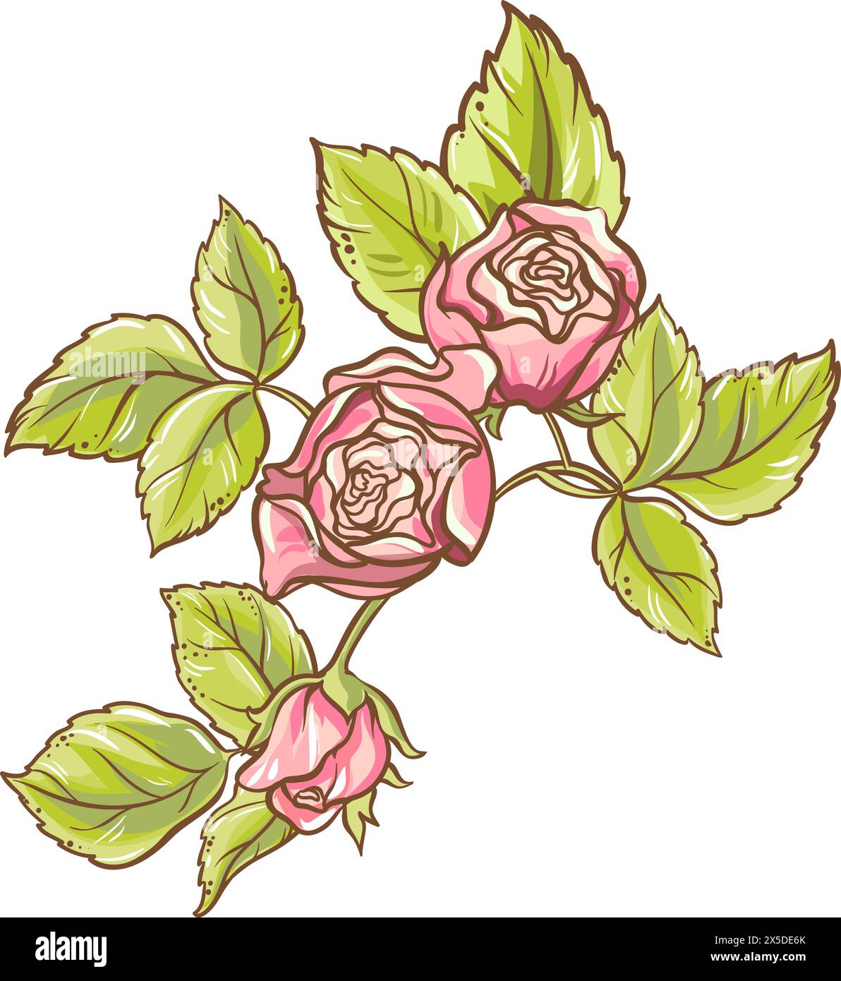 Rose Branch Colored Detailed Illustration Stock Vector Image & Art - Alamy