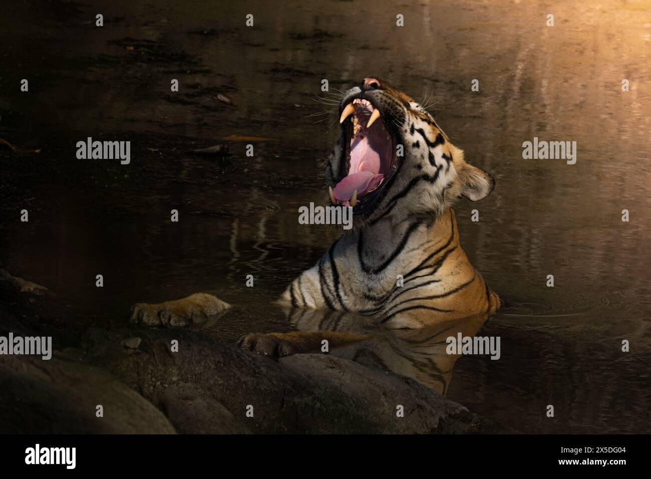 Wounded tiger "Karadi" yawns, showing his huge teeth while bathing in a ...