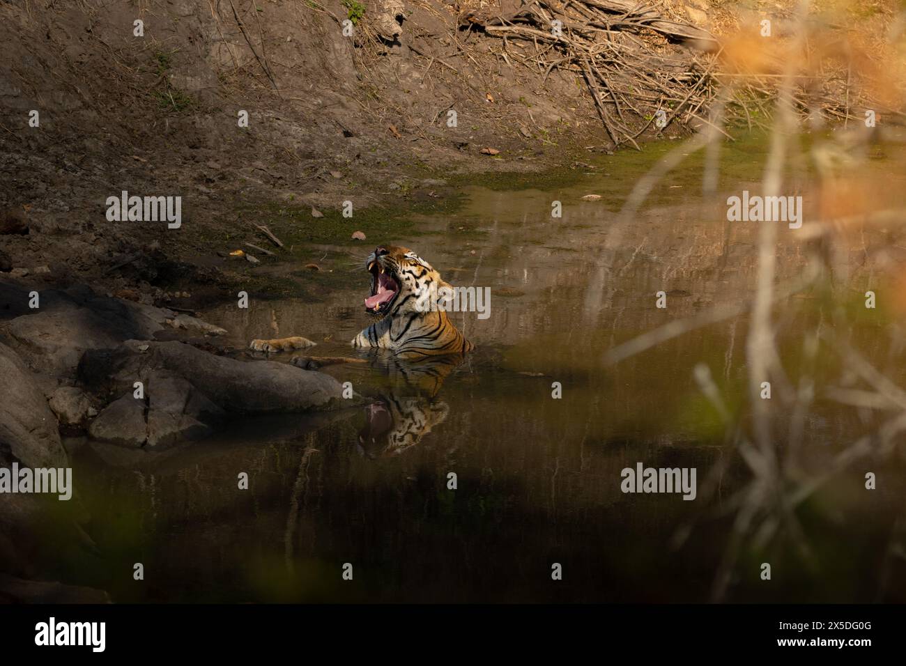 Wounded tiger "Karadi" yawns, showing his huge teeth while bathing in a ...