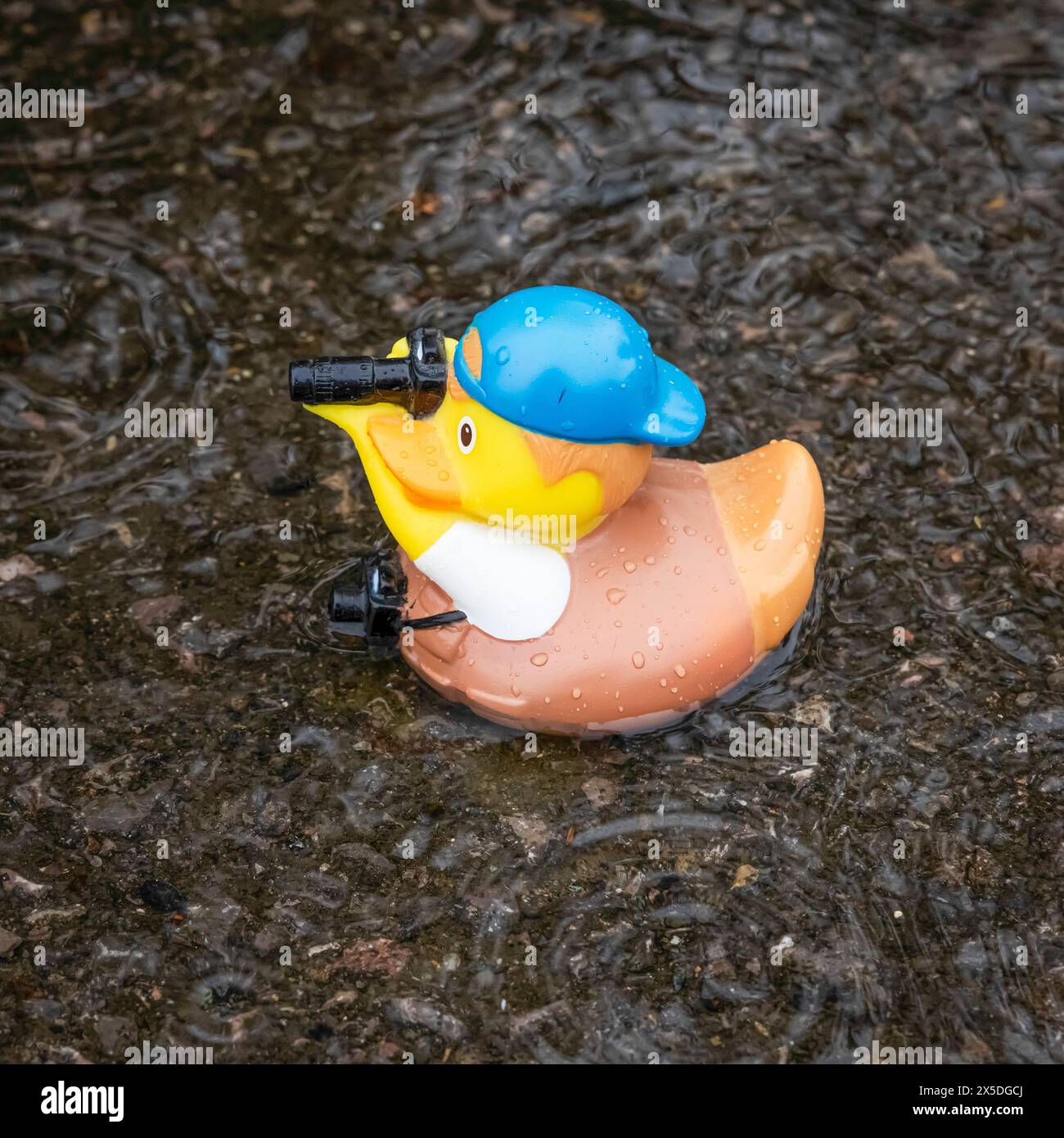 A funny picture of a Paparazzi rubber duck with a camera in a rainy ...