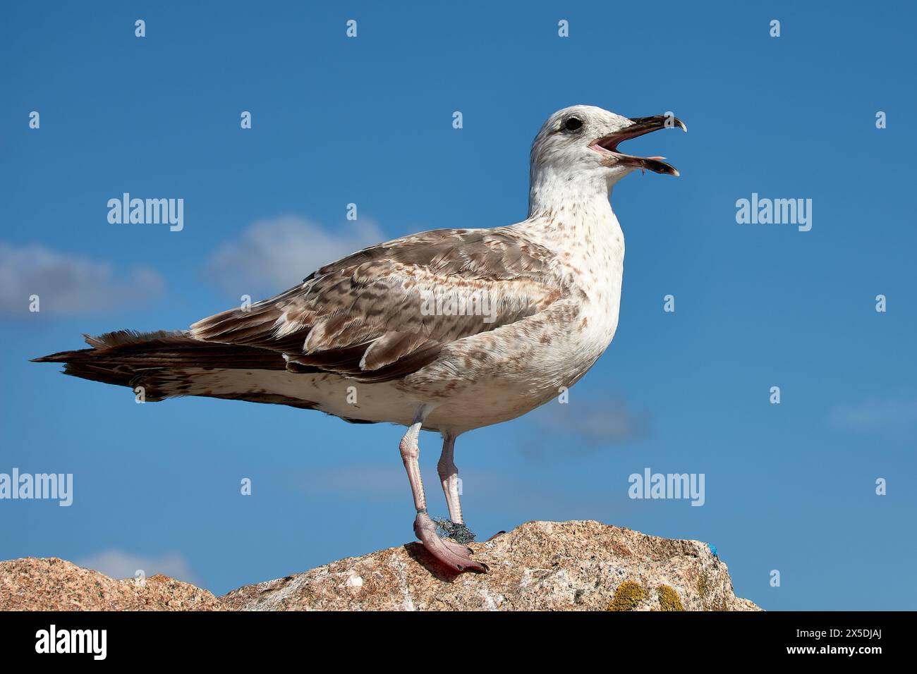 The agony of a seagull that will die if it is not freed from the ...