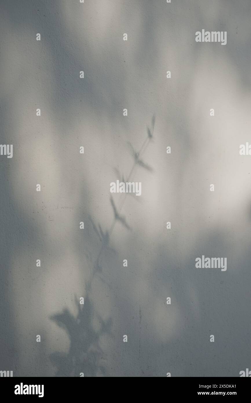 Natural shadow tree leaves stem silhouette and light against old grunge ...