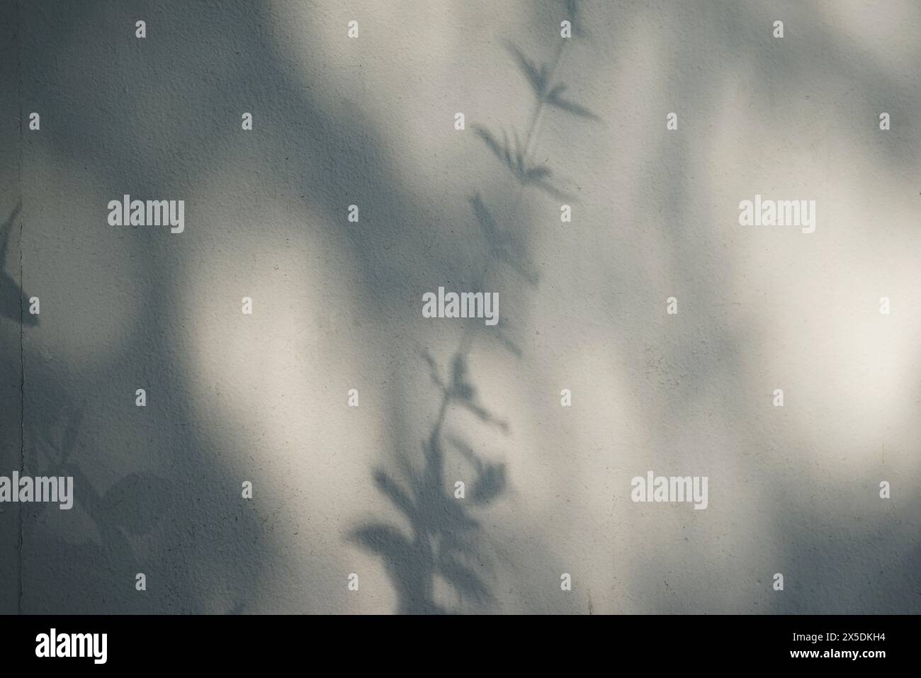 Natural leaves flower shadow silhouette against gray rustic old wall ...