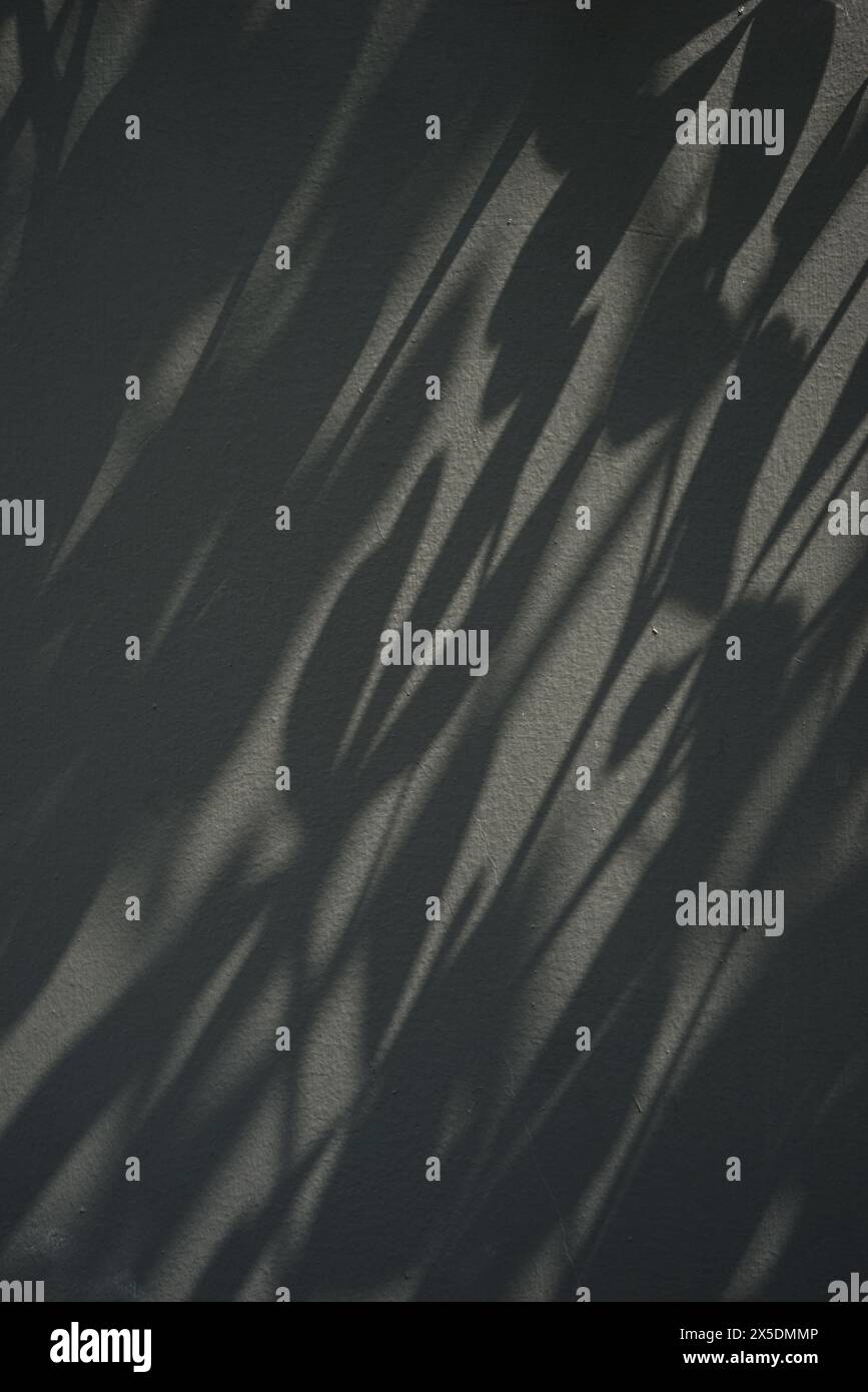 Shadow aesthetic wall plant nature against neutral concrete textured ...