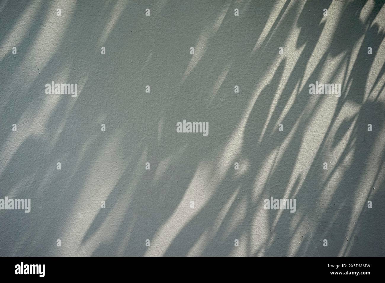 Plant nature shadow reflection with sunlight against cement concrete ...