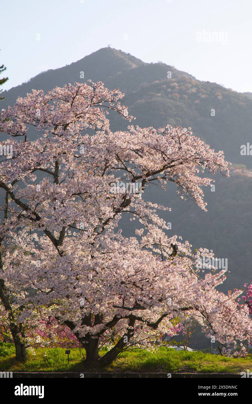 Izumo japan hi-res stock photography and images - Alamy