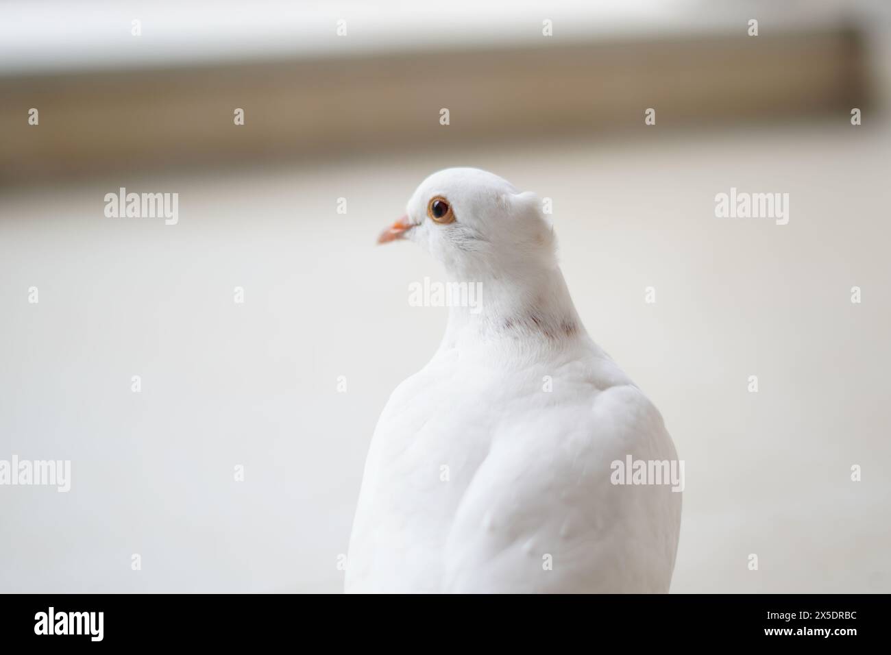 A white dove is standing on the balcony floor of a house and turning ...