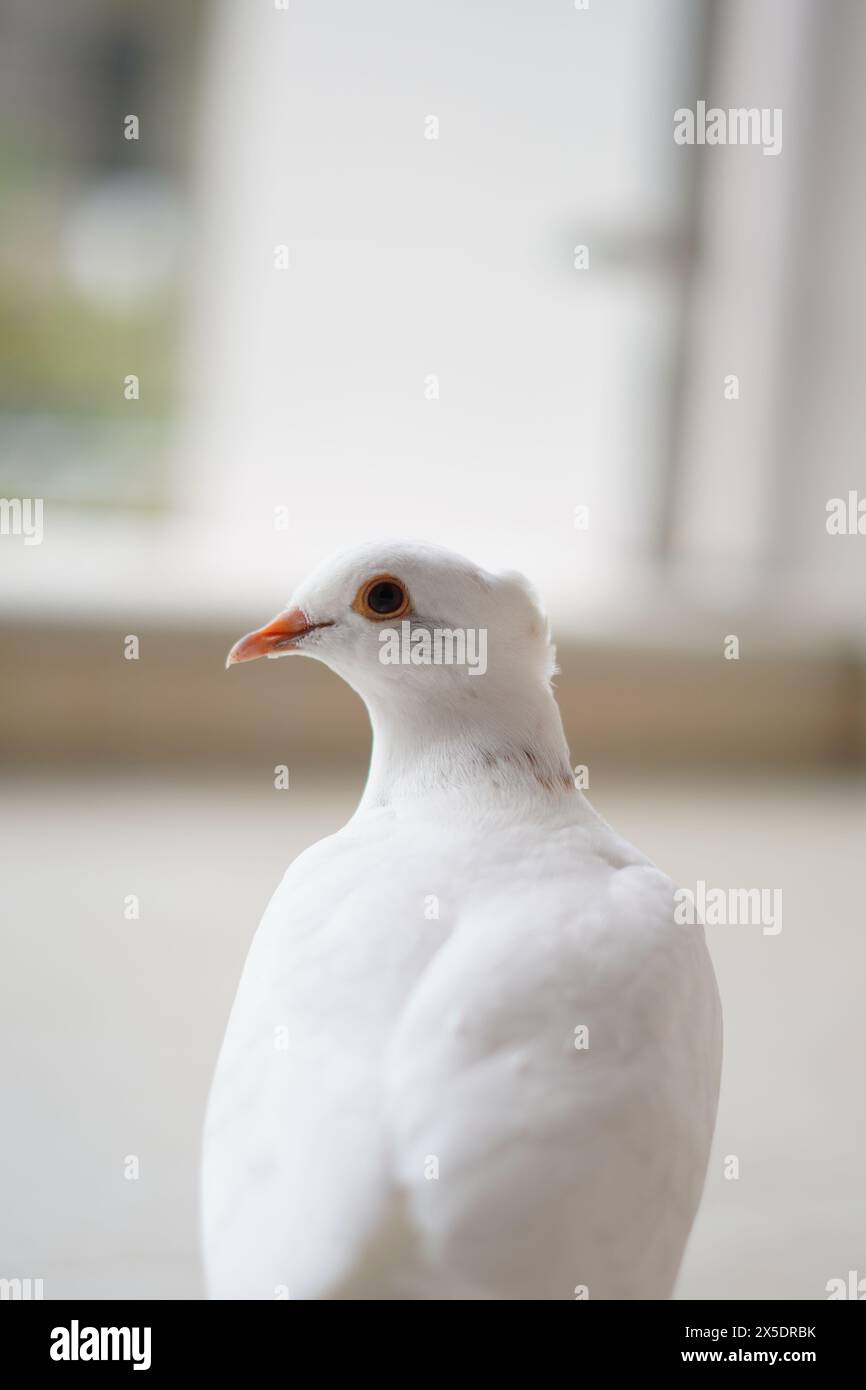 A white dove is standing on the balcony floor of a house and turning ...