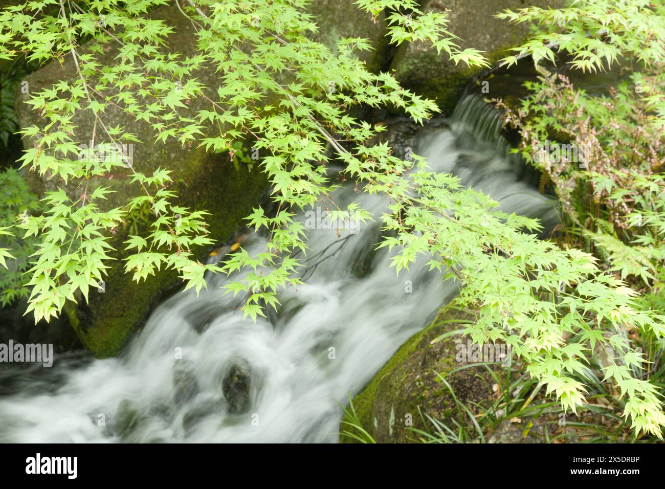 Japan, Nagoya, garden, stream Stock Photo - Alamy