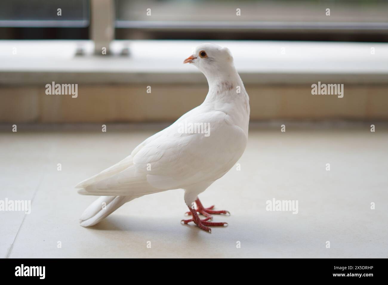 A white dove is standing on the balcony floor of a house and turning ...