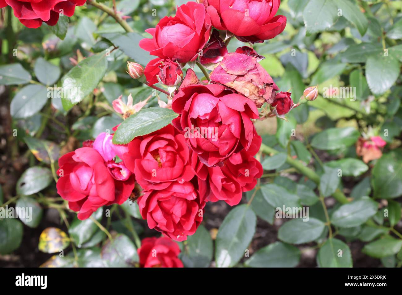 Beautiful red roses in the garden Stock Photo - Alamy