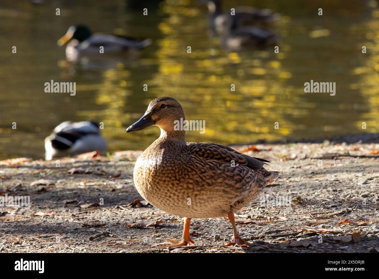 Mallard duck near pond hi-res stock photography and images - Alamy