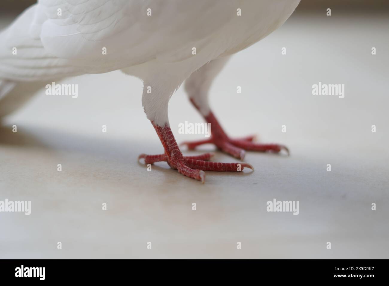 Feet of a white dove standing on the balcony floor of a house Stock Photo - Alamy