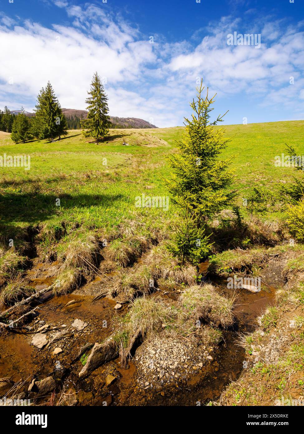 brook among trees in the valley of carpathian mountains. countryside ...