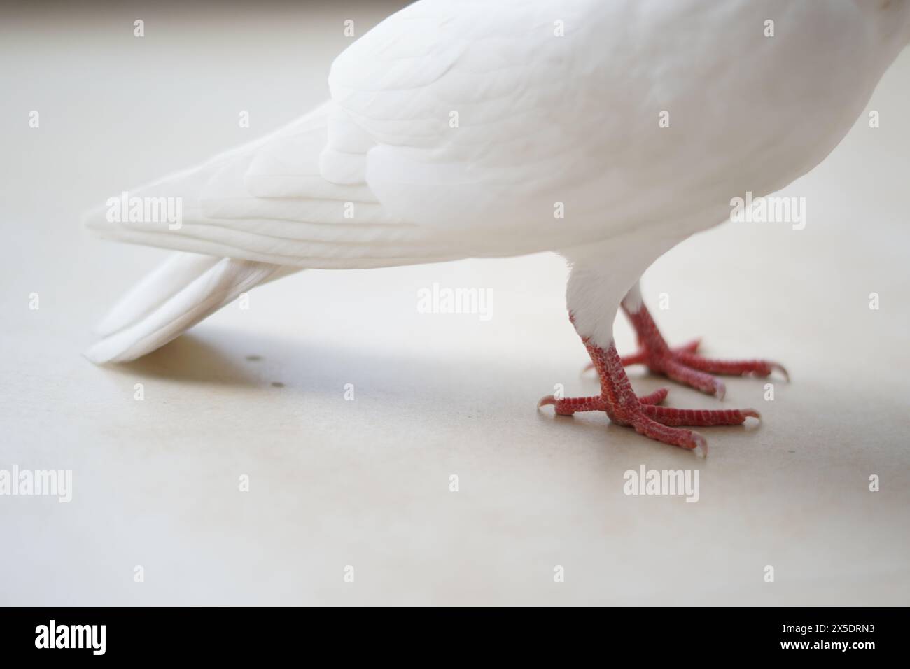 Dove feet hi-res stock photography and images - Alamy