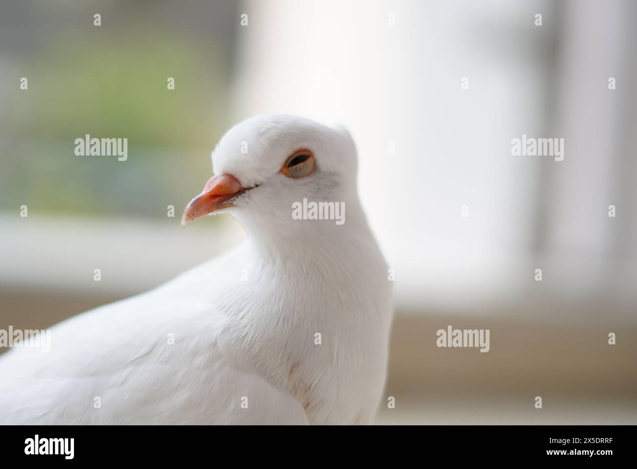 A white dove is standing on the balcony floor of a house and turning ...