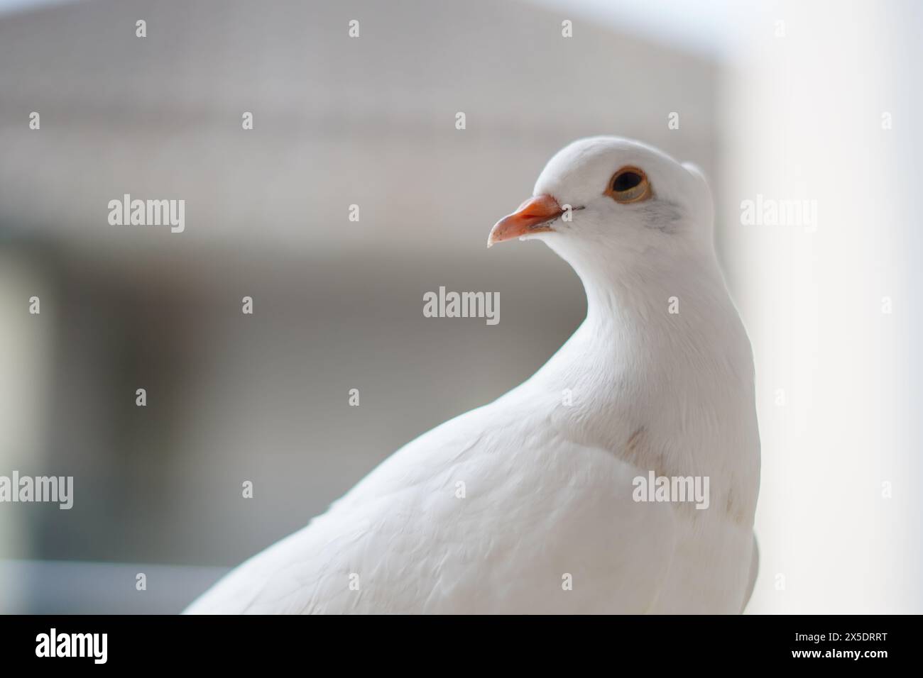 A white dove is standing on the balcony floor of a house and turning ...