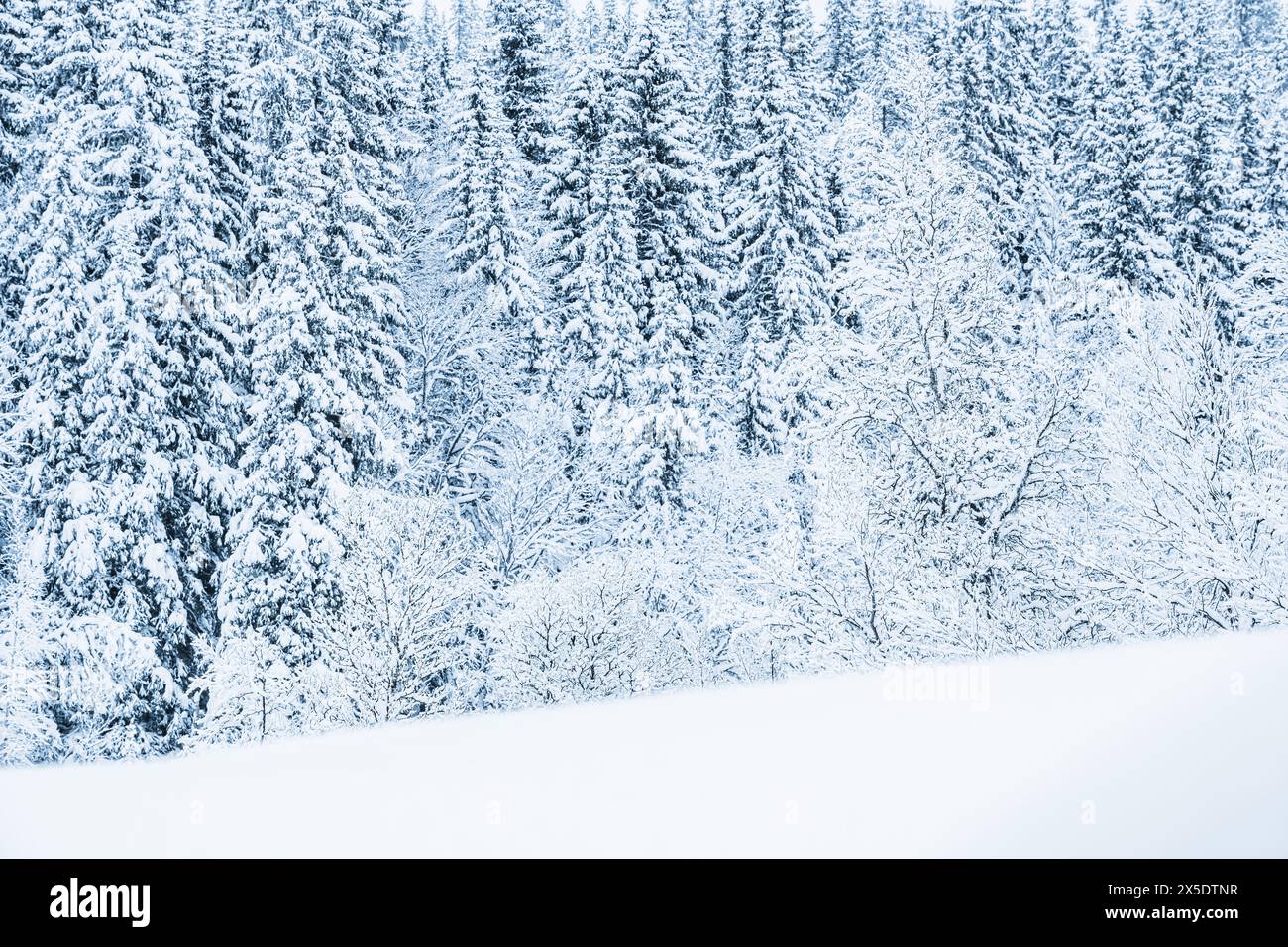 The dense forest stands blanketed in a thick layer of snow, presenting ...