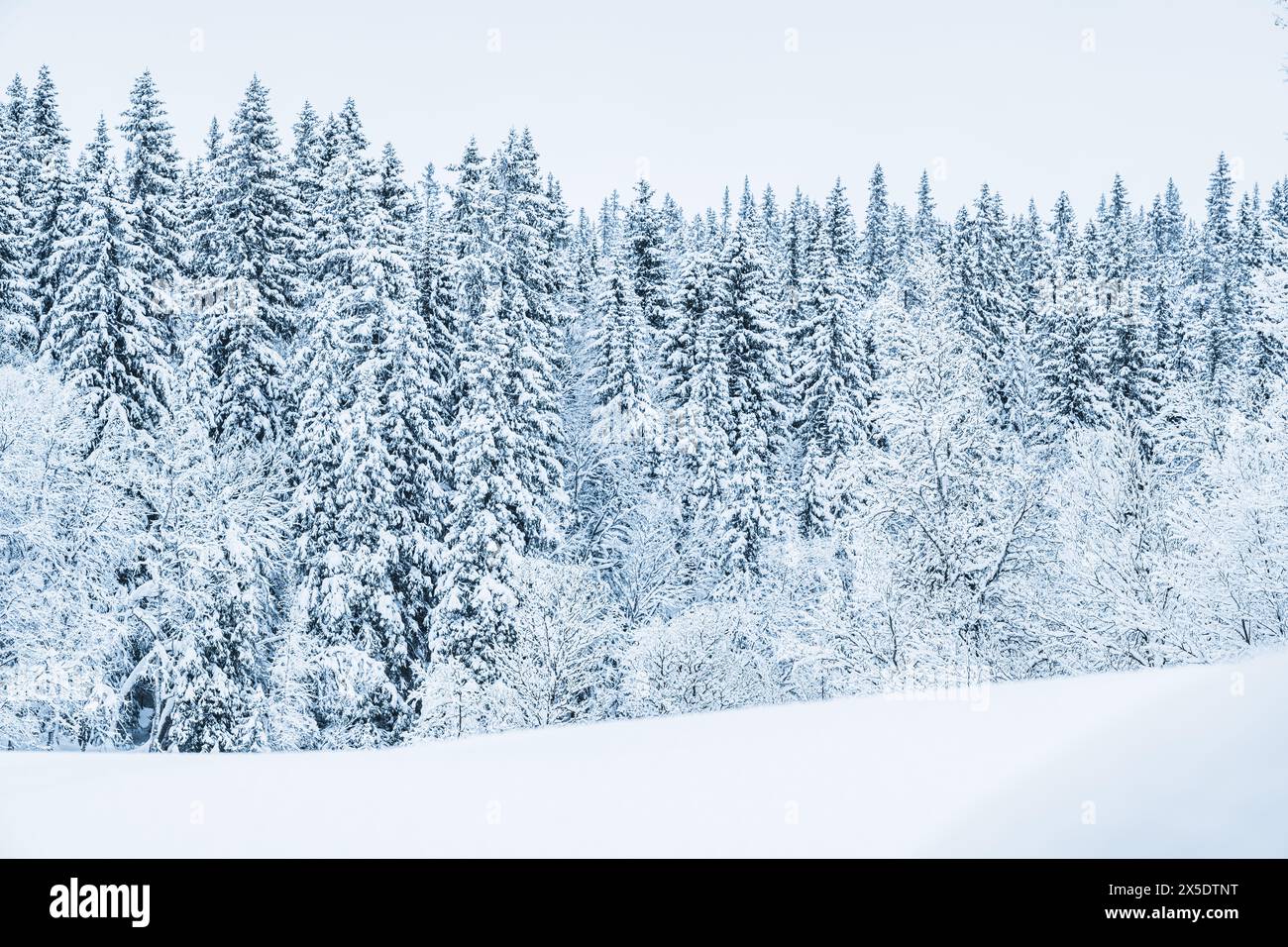The dense forest stands blanketed in a thick layer of snow, presenting ...