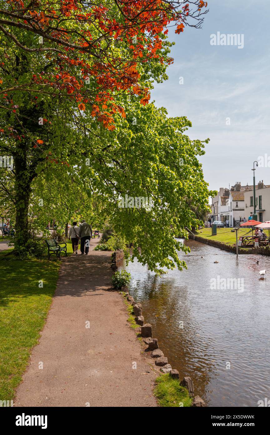 Dawlish Water that runs through the centre of the town in Devon ...