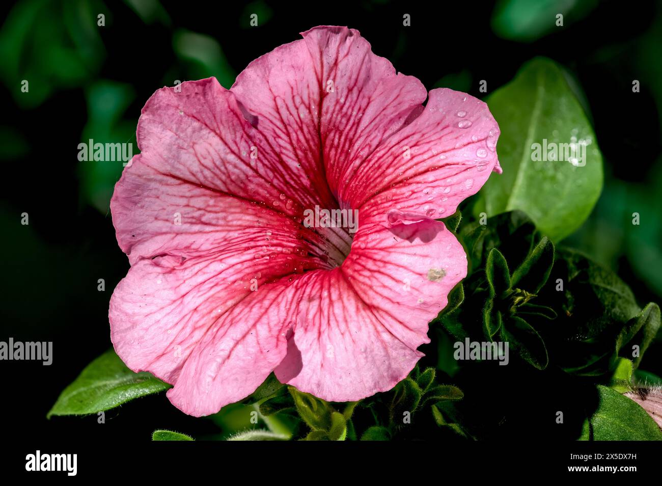 Petunia hybrid grandiflora limbo hi-res stock photography and images ...