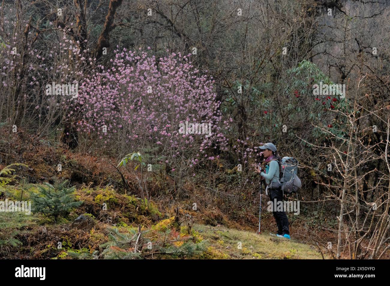 Lokta (Daphne) flowers in bloom on the way to Kangchanjunga Base Camp ...