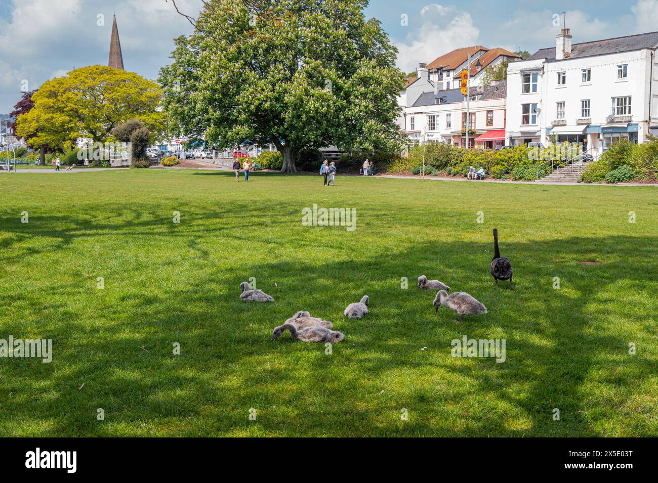 Dawlish town centre with The Strand and the park. With a black female ...