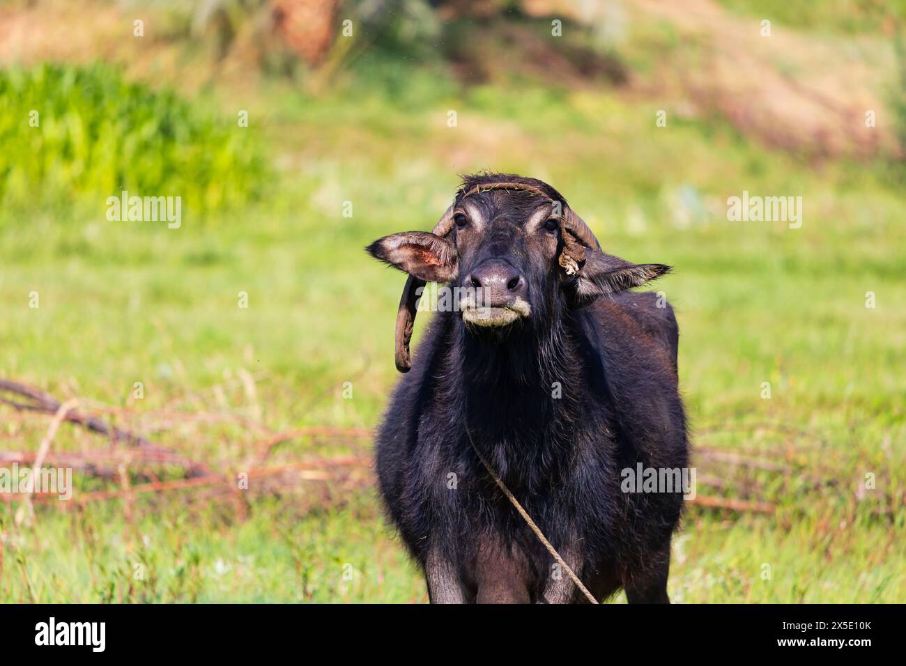Egyptian buffalo hi-res stock photography and images - Alamy