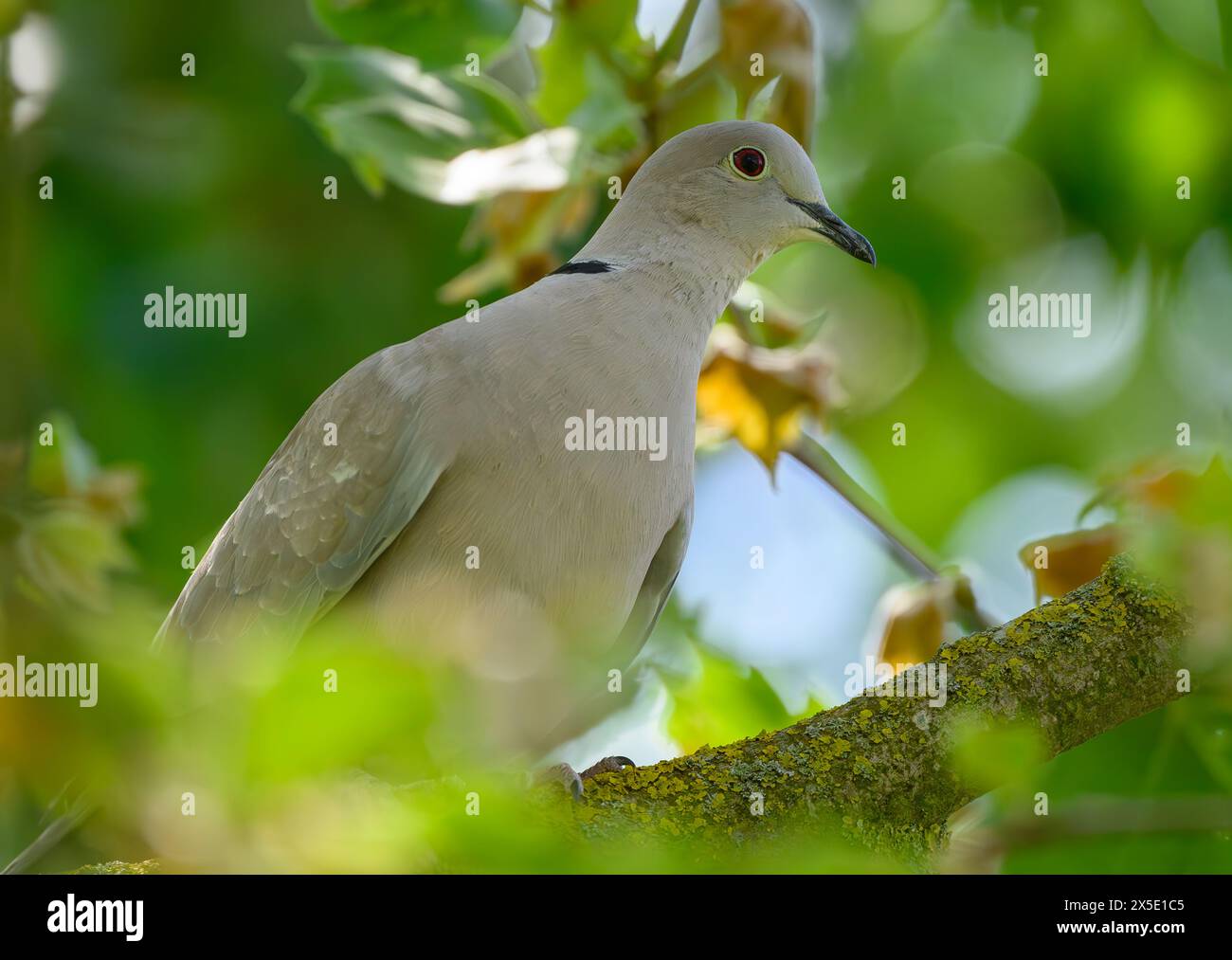 Report of birds hi-res stock photography and images - Alamy