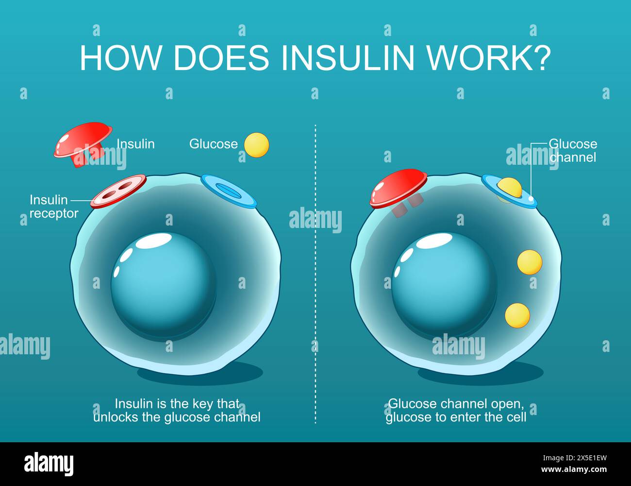Insulin is the key that unlocks the glucose channel in a cell. Close-up of cells with Glucose ...